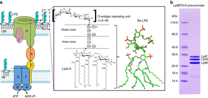 Structural and functional insights into the lipopolysaccharide ABC ...