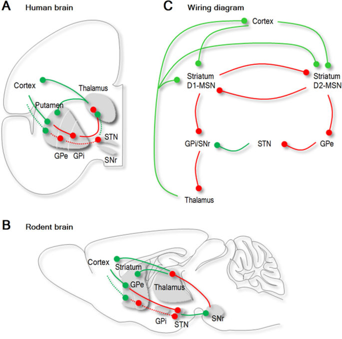 Global and local excitation and inhibition shape the dynamics of the ...