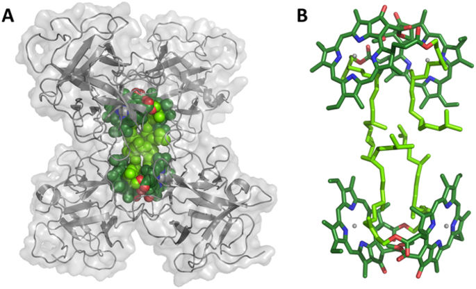An unusual role for the phytyl chains in the photoprotection of the ...