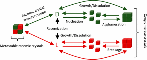Coupling Viedma Ripening with Racemic Crystal Transformations ...