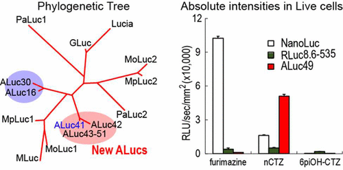 Fabrication of a New Lineage of Artificial Luciferases from Natural ...