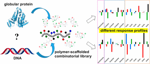 Probing the Surfaces of Biomacromolecules with Polymer-Scaffolded ...