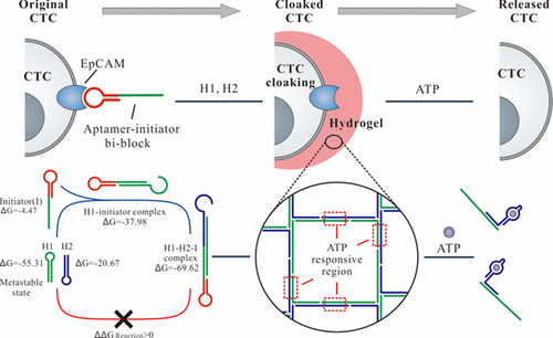 DNA Hydrogel with Aptamer-Toehold-Based Recognition, Cloaking, and ...