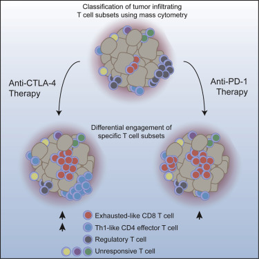 Distinct Cellular Mechanisms Underlie Anti-CTLA-4 and Anti-PD-1 Checkpoint Blockade.,Cell - X-MOL
