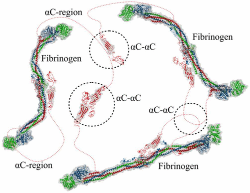 Conformational Flexibility and Self-Association of Fibrinogen in ...