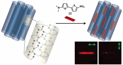 Fluorescence Polarization Measurements to Probe Alignment of a ...