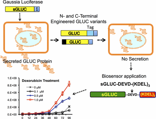 工程细胞内保留的高斯荧光素酶报道基因，以改善生物传感和分子成像应用,ACS Chemical Biology - X-MOL