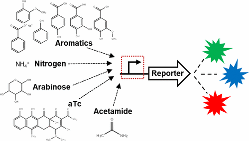 Development of Chemical and Metabolite Sensors for Rhodococcus opacus ...