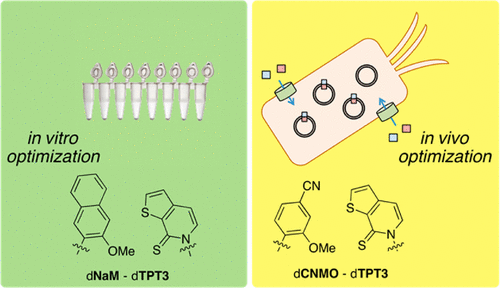 In Vivo Structure–Activity Relationships and Optimization of an ...