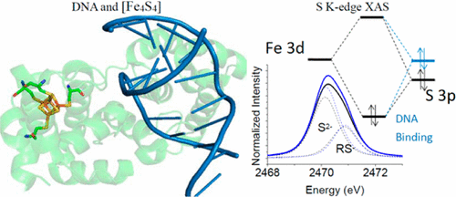 Sulfur K-Edge XAS Studies of the Effect of DNA Binding on the [Fe4S4 ...