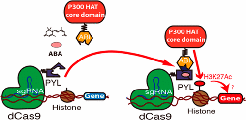 Chemically Controlled Epigenome Editing through an Inducible dCas9 ...