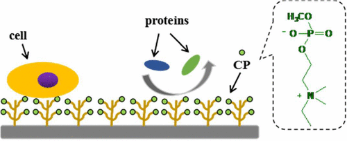 Multilayer Choline Phosphate Molecule Modified Surface with Enhanced ...