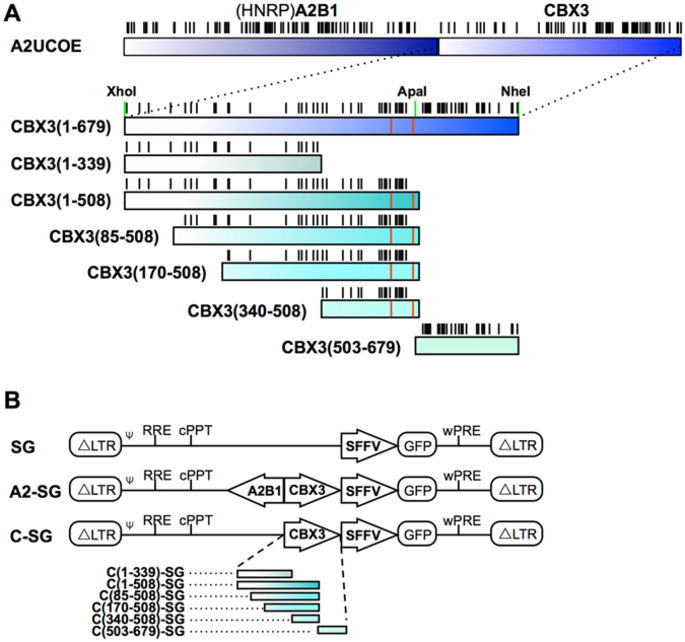 CBX3普遍存在的染色质开放元件的CpG位点是抗沉默功能的关键结构决定因素。,Scientific Reports - X-MOL