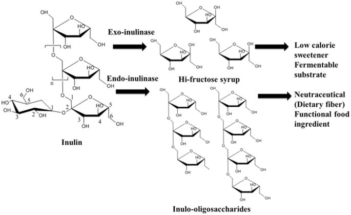 Fermentative hydrogen production from Jerusalem artichoke by ...