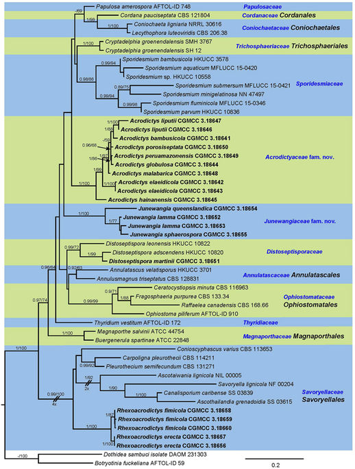 Acrodictys-like wood decay fungi from southern China, with two new ...