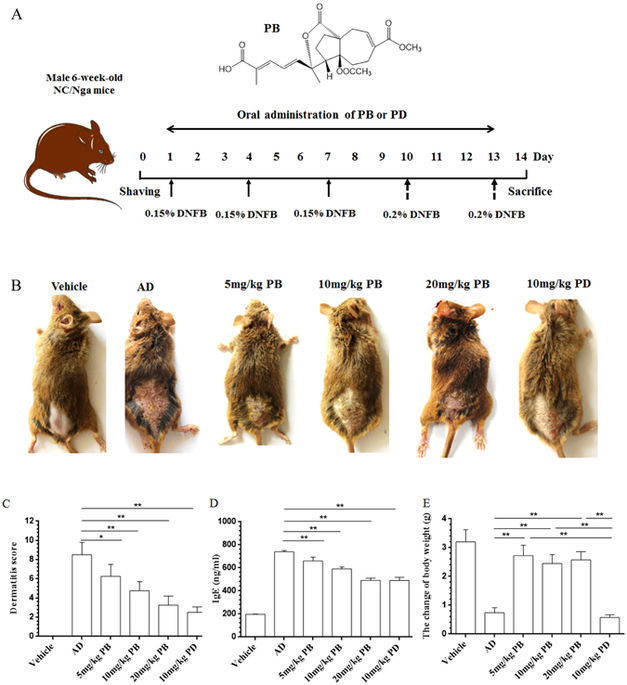 Pseudolaric acid B attenuates atopic dermatitis-like skin lesions by ...
