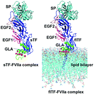 Molecular determinants involved in differential behaviour between ...