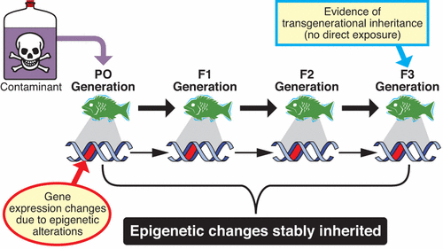 Incorporating Transgenerational Epigenetic Inheritance into Ecological ...