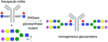 The ENGases: versatile biocatalysts for the production of homogeneous N ...