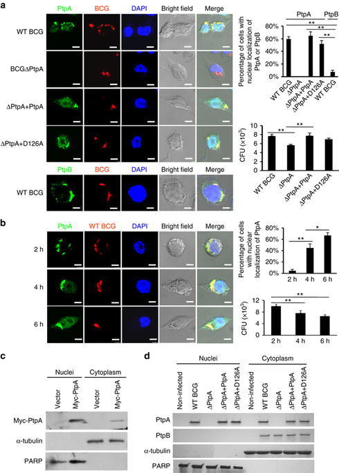 分枝杆菌磷酸酶PtpA调节宿主基因的表达并促进细胞增殖。,Nature Communications - X-MOL