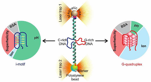 Quantification of Chemical and Mechanical Effects on the Formation of ...