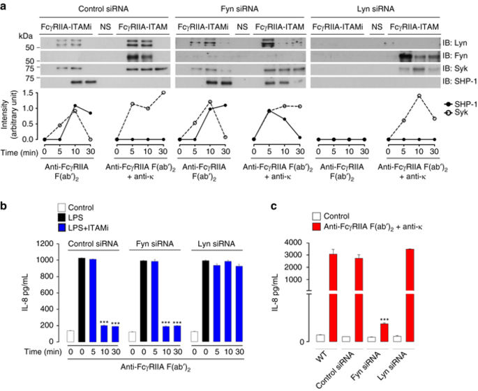 Lyn 和 Fyn 作为分子开关，控制免疫受体以指导体内平衡或炎症。,Nature Communications - X-MOL