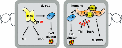 Functional Complementation Studies Reveal Different Interaction ...