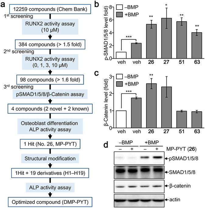 Acceleration of osteoblast differentiation by a novel osteogenic ...