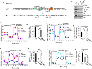 mTOR has a developmental stage-specific role in mitochondrial fitness ...