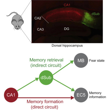 Distinct Neural Circuits for the Formation and Retrieval of Episodic Memories.,Cell - X-MOL