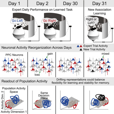 Dynamic Reorganization of Neuronal Activity Patterns in Parietal Cortex ...