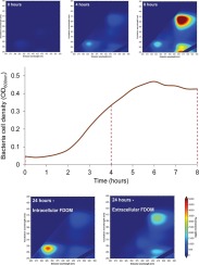 The in situ bacterial production of fluorescent organic matter; an investigation at a species ...