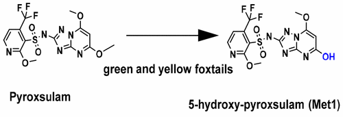 Understanding the Differential Response of Setaria viridis L. (green ...