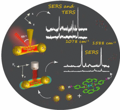 Surface and Tip-Enhanced Raman Spectroscopy at the Plasmonic Hot Spot ...