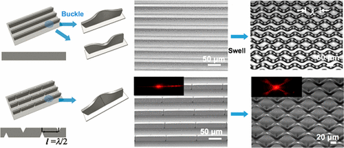 Cuts Guided Deterministic Buckling in Arrays of Soft Parallel Plates ...