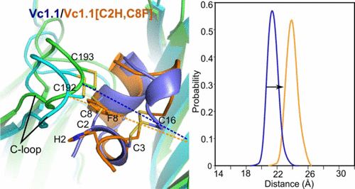 Role of CysI–CysIII Disulfide Bond on the Structure and Activity of α ...