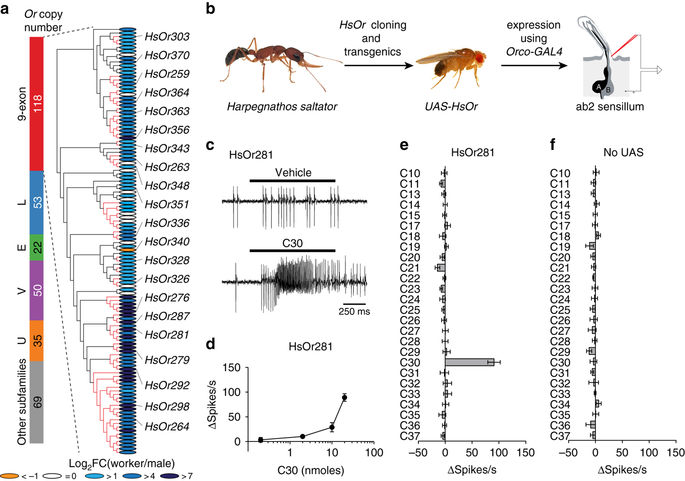 Specialized odorant receptors in social insects that detect cuticular ...