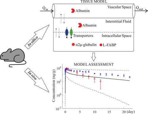 A Permeability-Limited Physiologically Based Pharmacokinetic (PBPK ...