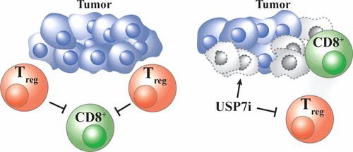 Chemical Approaches to Intervening in Ubiquitin Specific Protease 7 ...