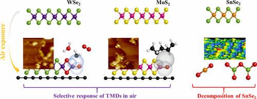 Selective Chemical Response of Transition Metal Dichalcogenides and ...