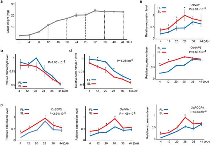 水稻籽粒灌浆过程中旗叶与次生叶之间差异性衰老程序的分子基础。,Scientific Reports - X-MOL