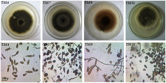 Isolation, characterization and toxicological potential of Alternaria ...