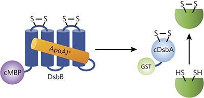 水溶性DsbB变体，可在体内催化二硫键的形成,Nature Chemical Biology - X-MOL