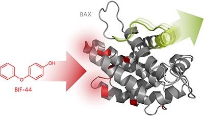 凋亡BAX的变构致敏,Nature Chemical Biology - X-MOL