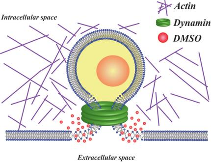 DMSO化学改变细胞膜以减慢胞吐作用并增加释放的部分递质的分数,ChemBioChem - X-MOL