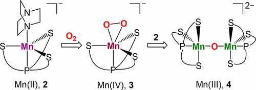 Generation of a Mn(IV)–Peroxo or Mn(III)–Oxo–Mn(III) Species upon ...