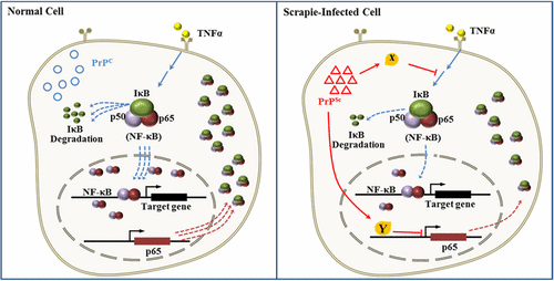 Reduction of NF-κB (p65) in Scrapie-Infected Cultured Cells and in the ...