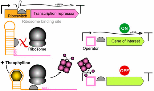 NOT Gate Genetic Circuits to Control Gene Expression in Cyanobacteria ...