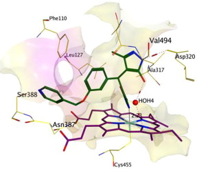 分析维生素D1α-羟化酶（CYP27B1）和维生素D 24-羟化酶（CYP24A1）的结合位点以设计选择性CYP24A1抑制剂：同源性建模 ...