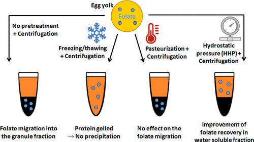 Effect of Freezing, Thermal Pasteurization, and Hydrostatic Pressure on ...